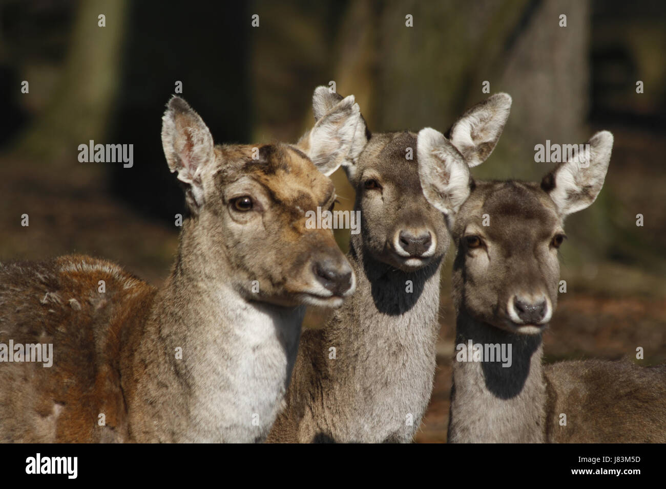 witty three homey domestic fallow deer hunting chase hart stag wild ...