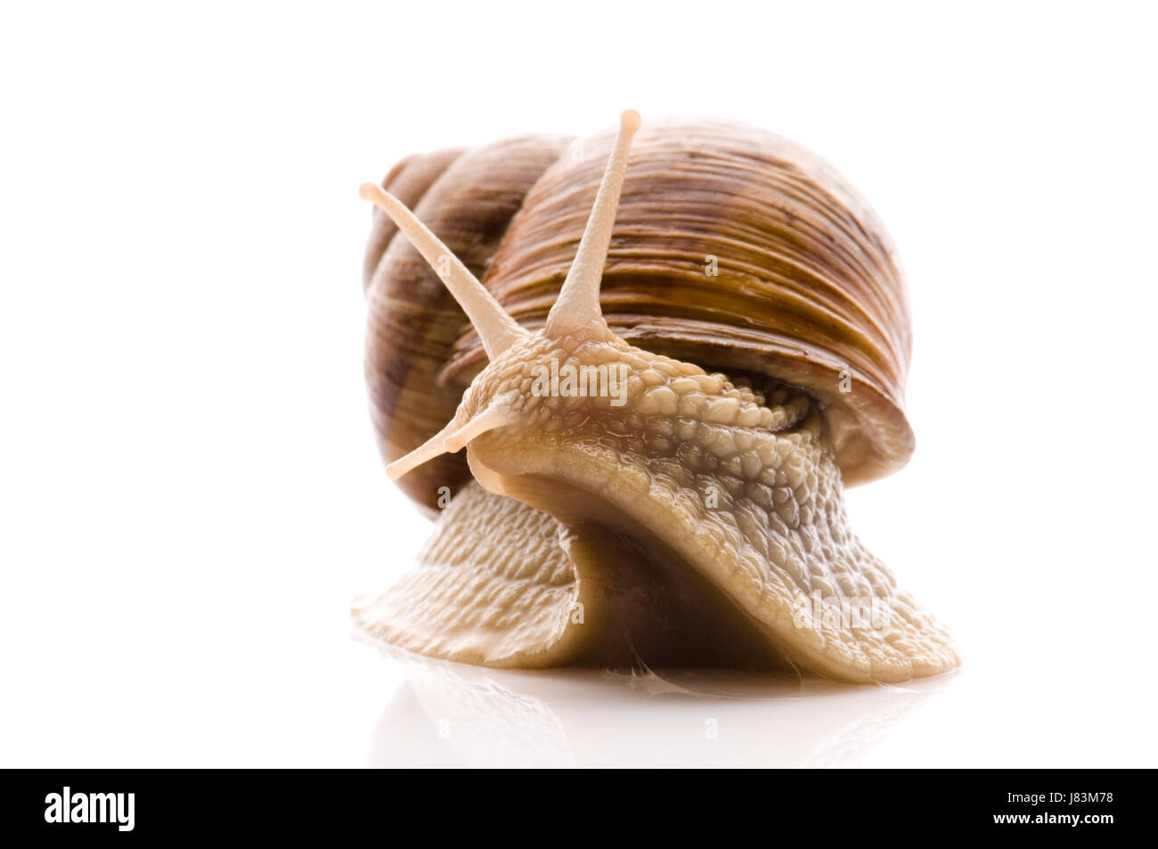isolated animal shell small tiny little short antenna snail helix white ...