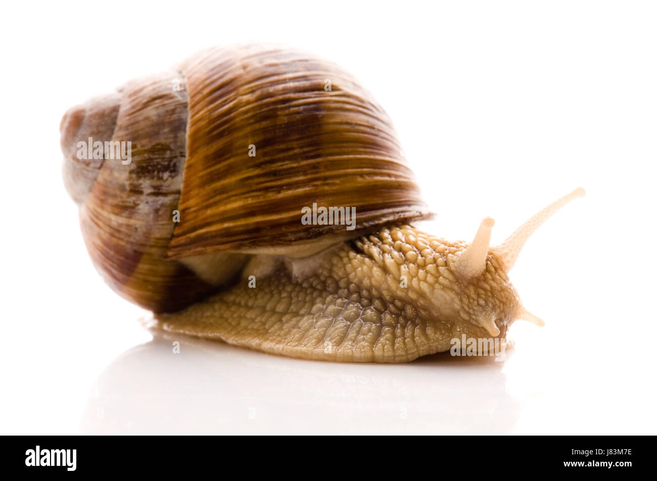 isolated animal shell small tiny little short antenna snail helix white ...