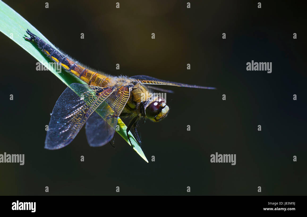 insect dragonfly insect dragonfly spitzfleck libelle libellula fulva ...