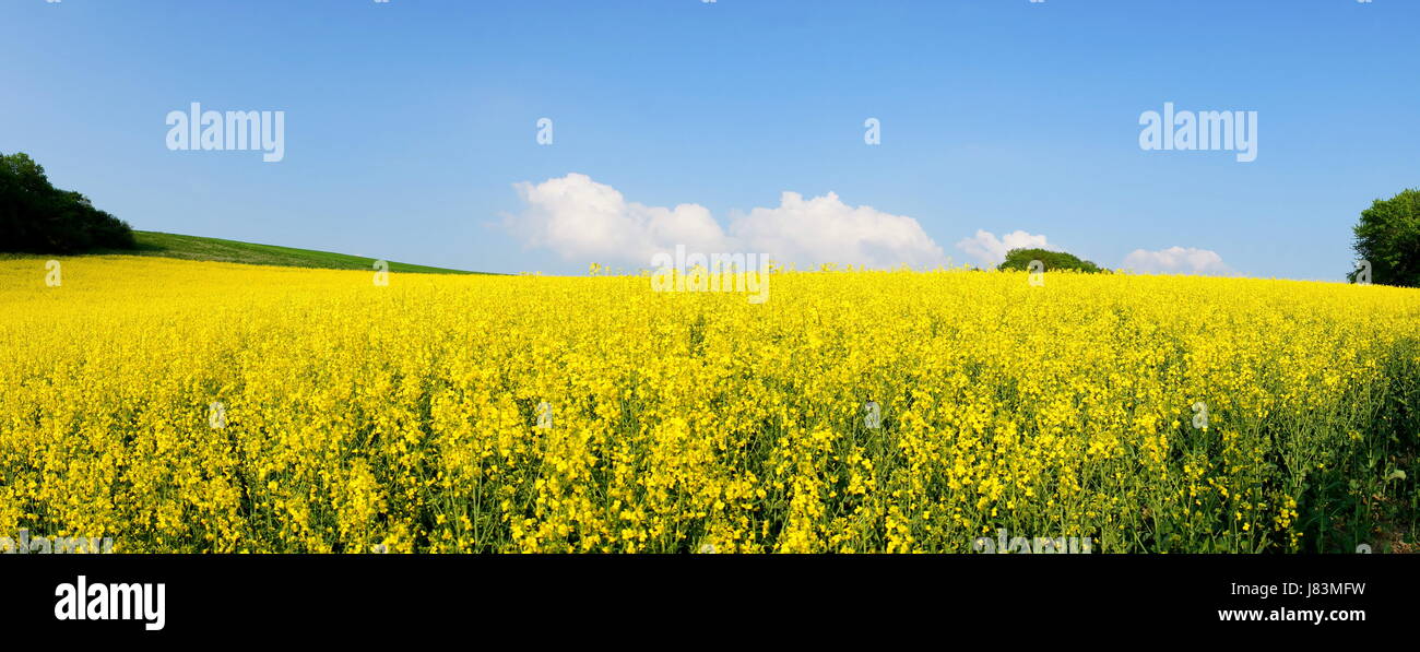 blooming rapeseed field Stock Photo - Alamy