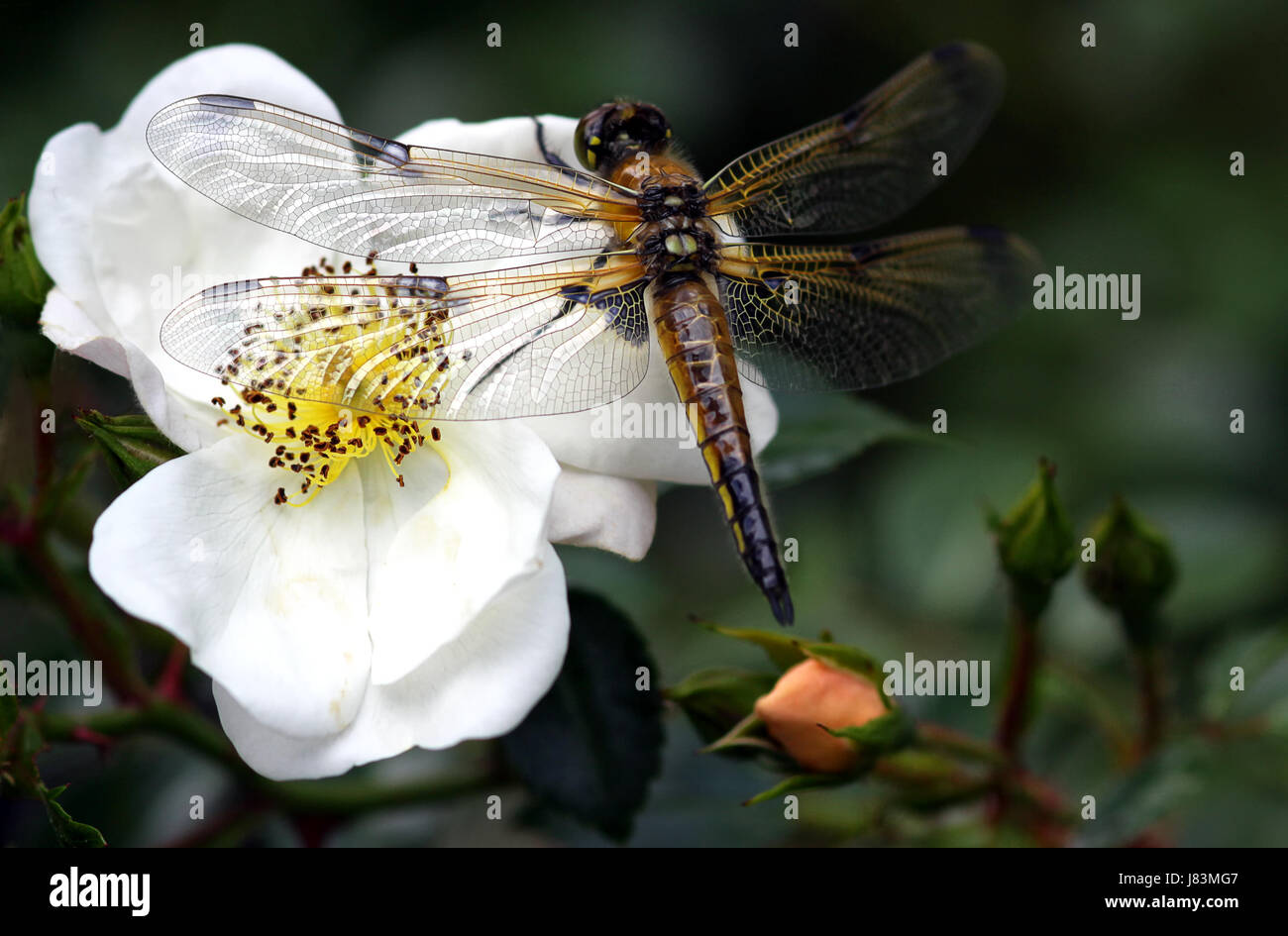 flower rose plant bud dragonfly flies insect flower plant rose bloom ...