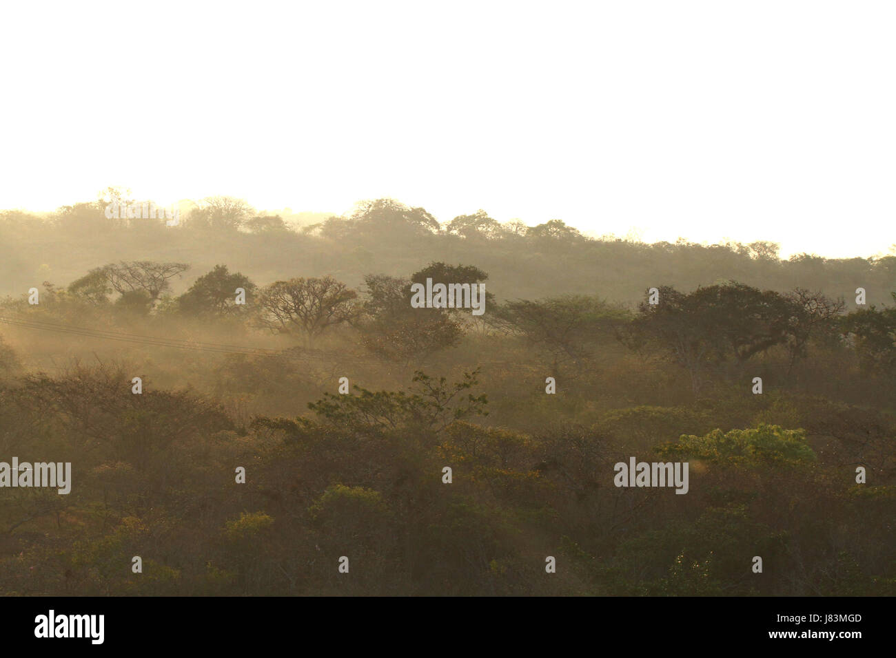 Mexican Forest Sunrise in Oaxaca Province Mexiko Stock Photo - Alamy