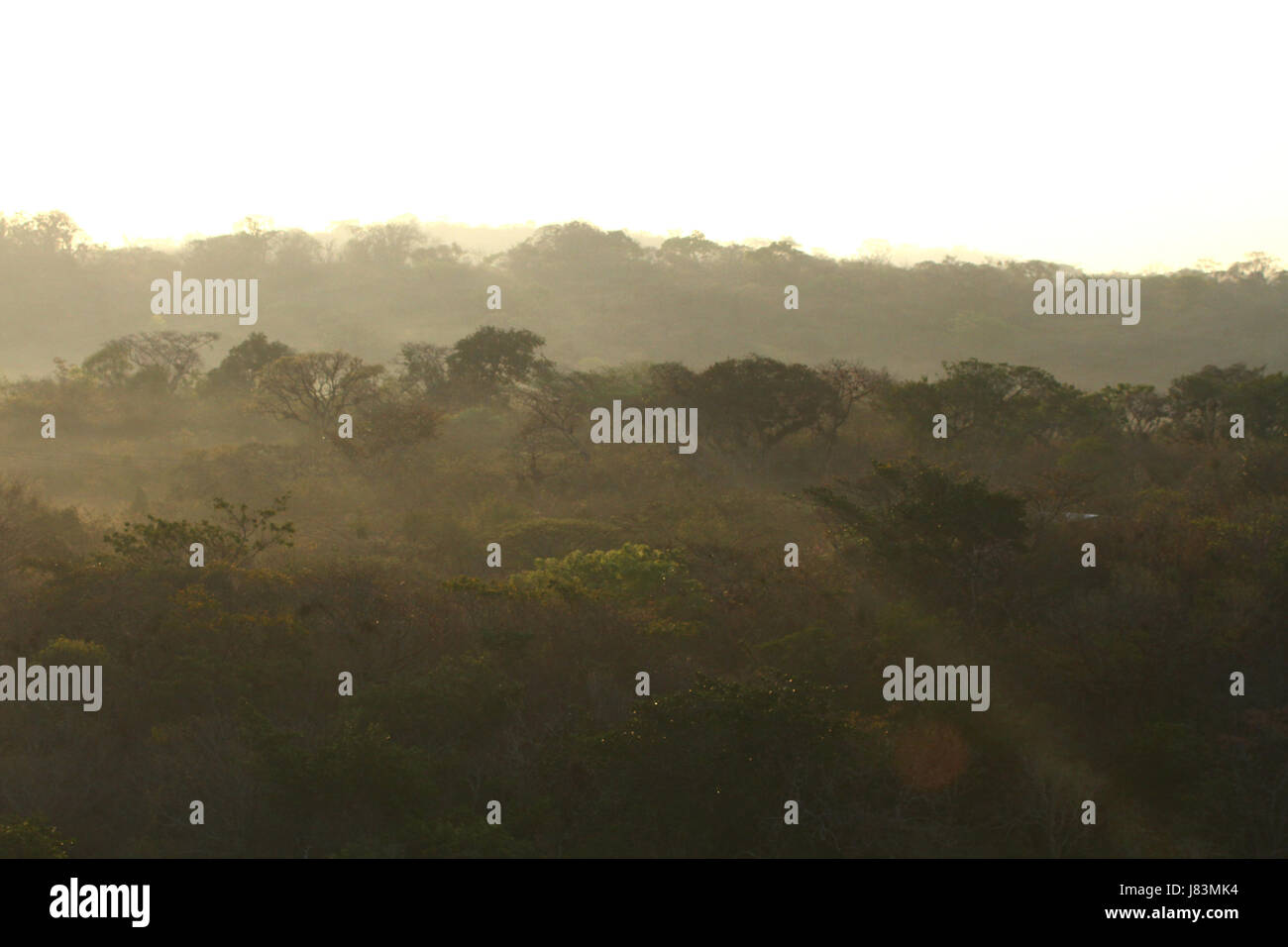 Mexican Forest in Oaxaca Province Stock Photo - Alamy