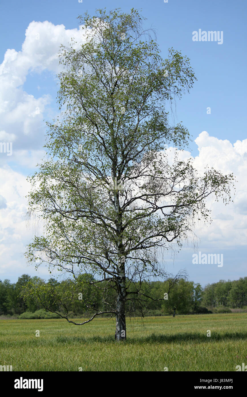 blue tree green trunk branches birch meadow firmament sky forest nature ...