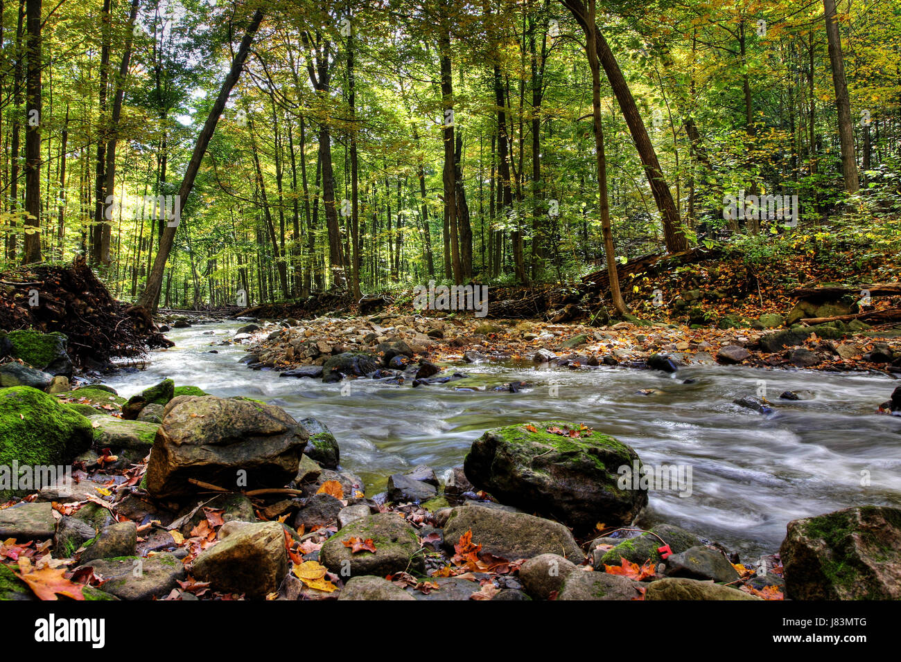 tree trees leaves ontario season forest foliage river water fall autumn ...