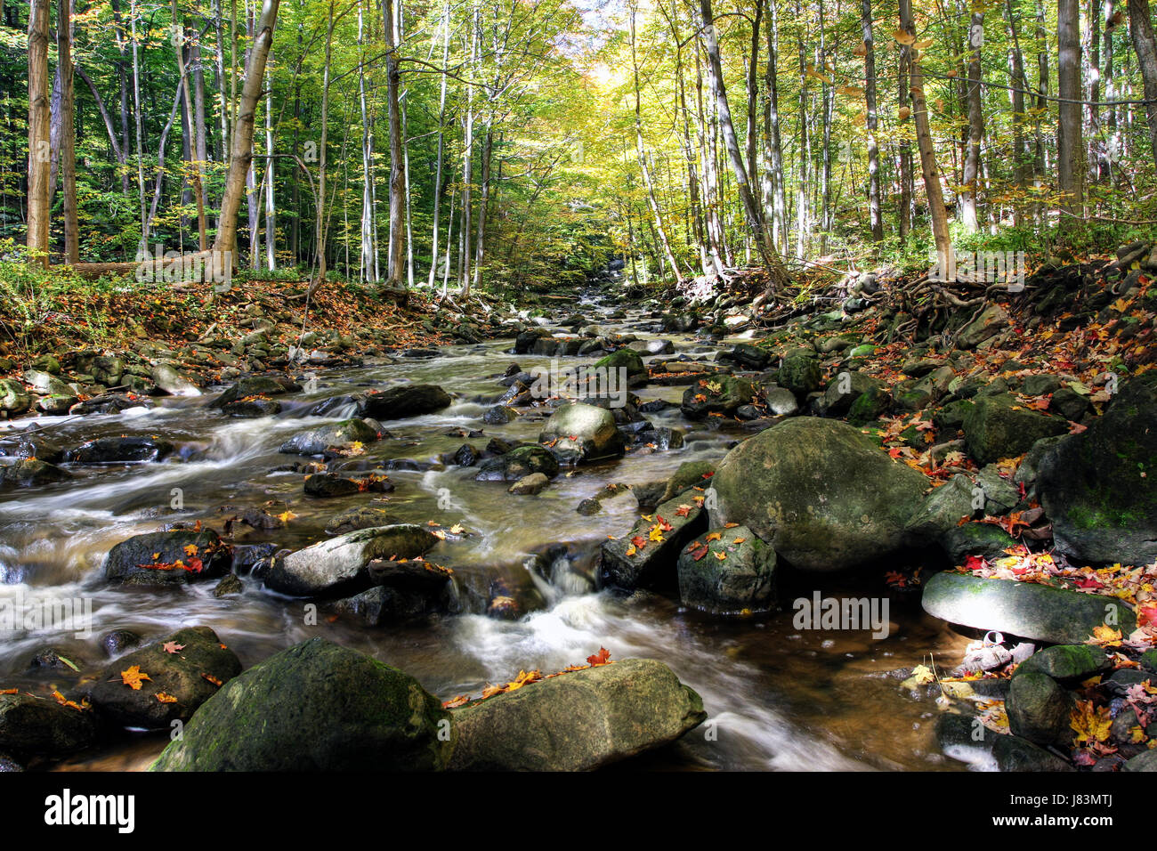 colour leaves season color forest foliage river water fall autumn ...