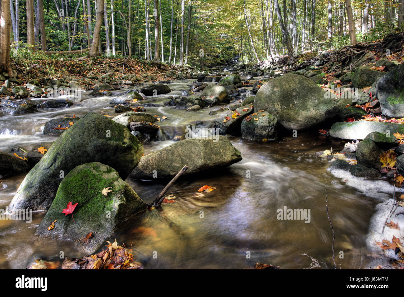 colour leaves season color forest foliage river water fall autumn ...