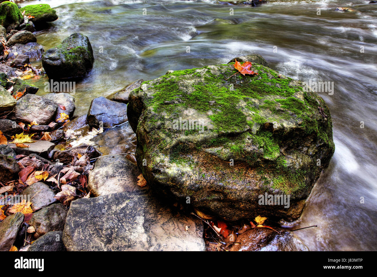 colour leaves season color forest foliage river water fall autumn leaf ...