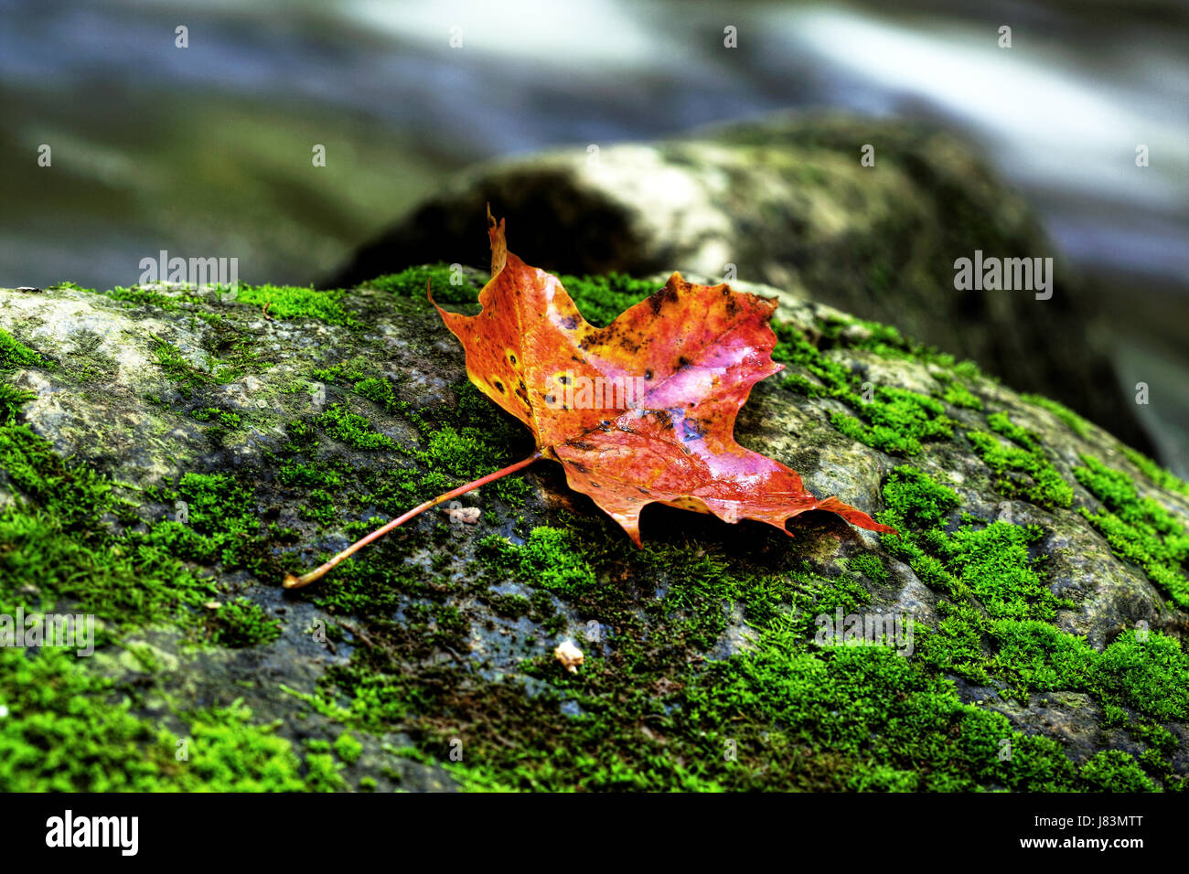 colour tree trees leaves ontario season color forest foliage fall ...