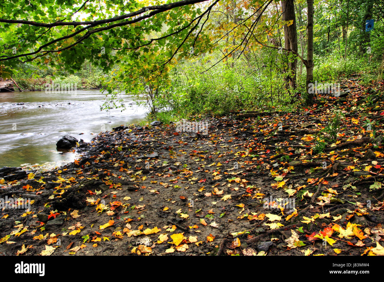 colour tree trees leaves ontario season color forest foliage fall ...