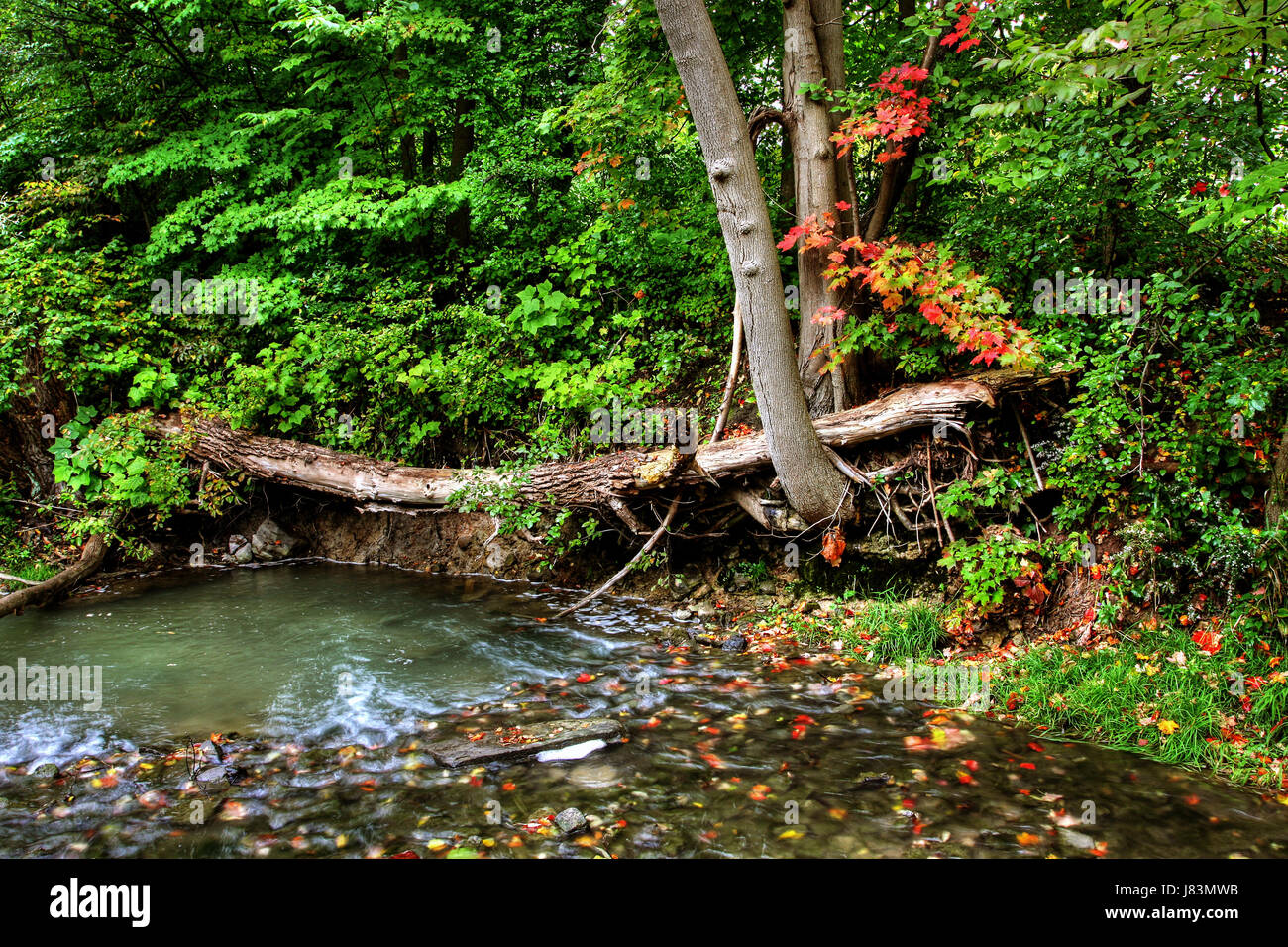 colour leaves season color forest foliage river water fall autumn ...