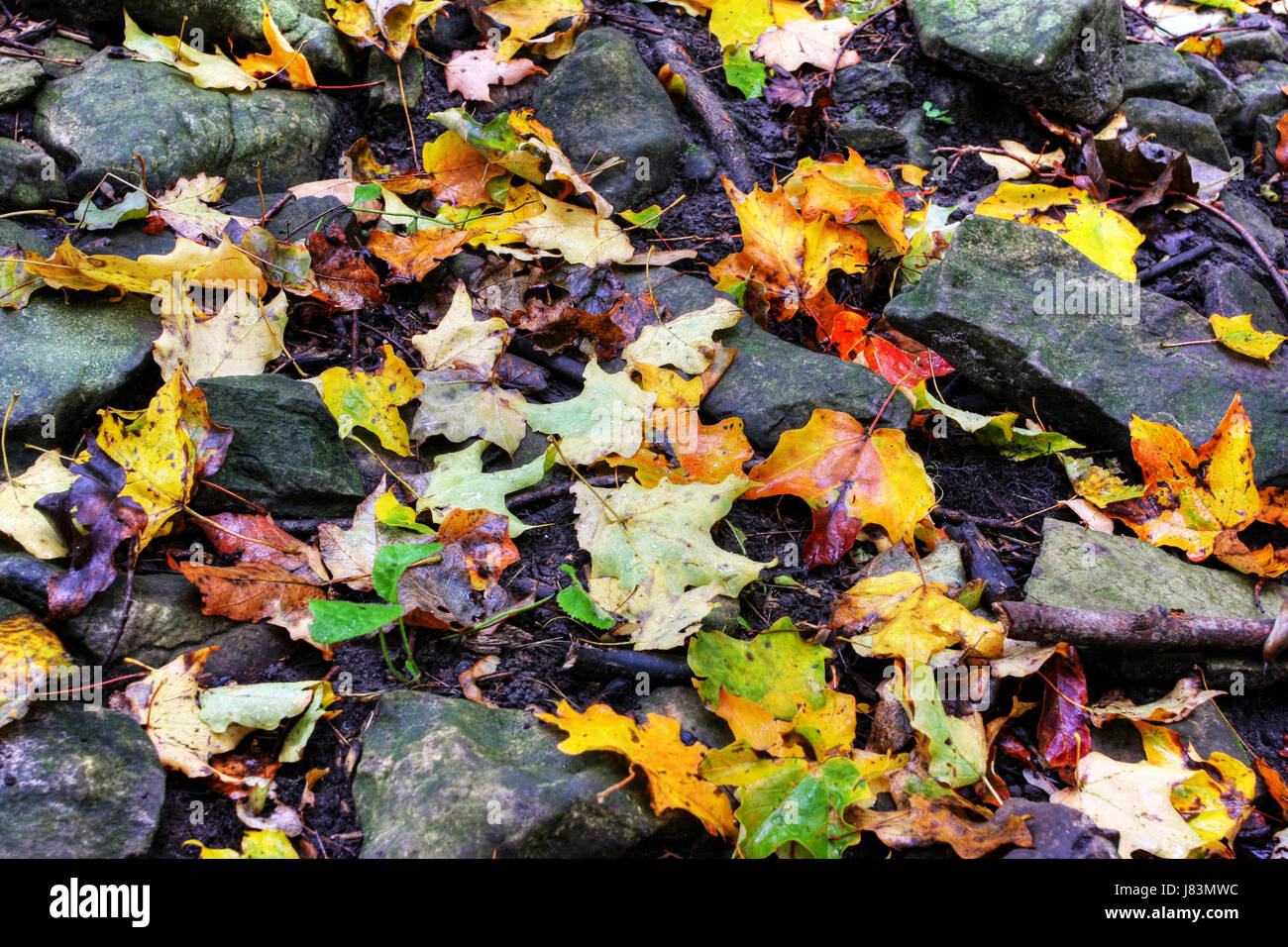 colour tree trees leaves ontario season color forest foliage fall ...