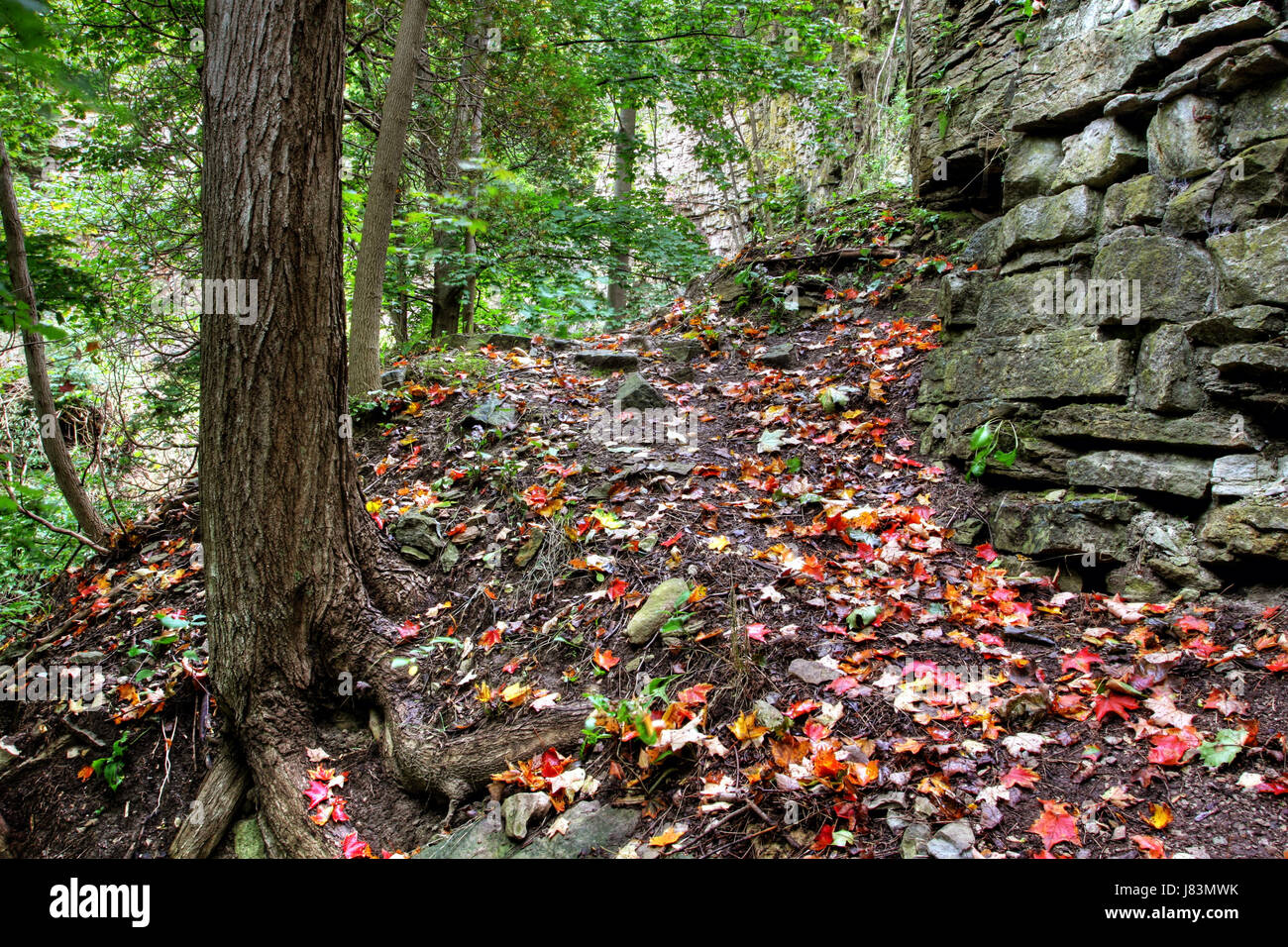 colour tree trees leaves ontario season color forest foliage fall ...
