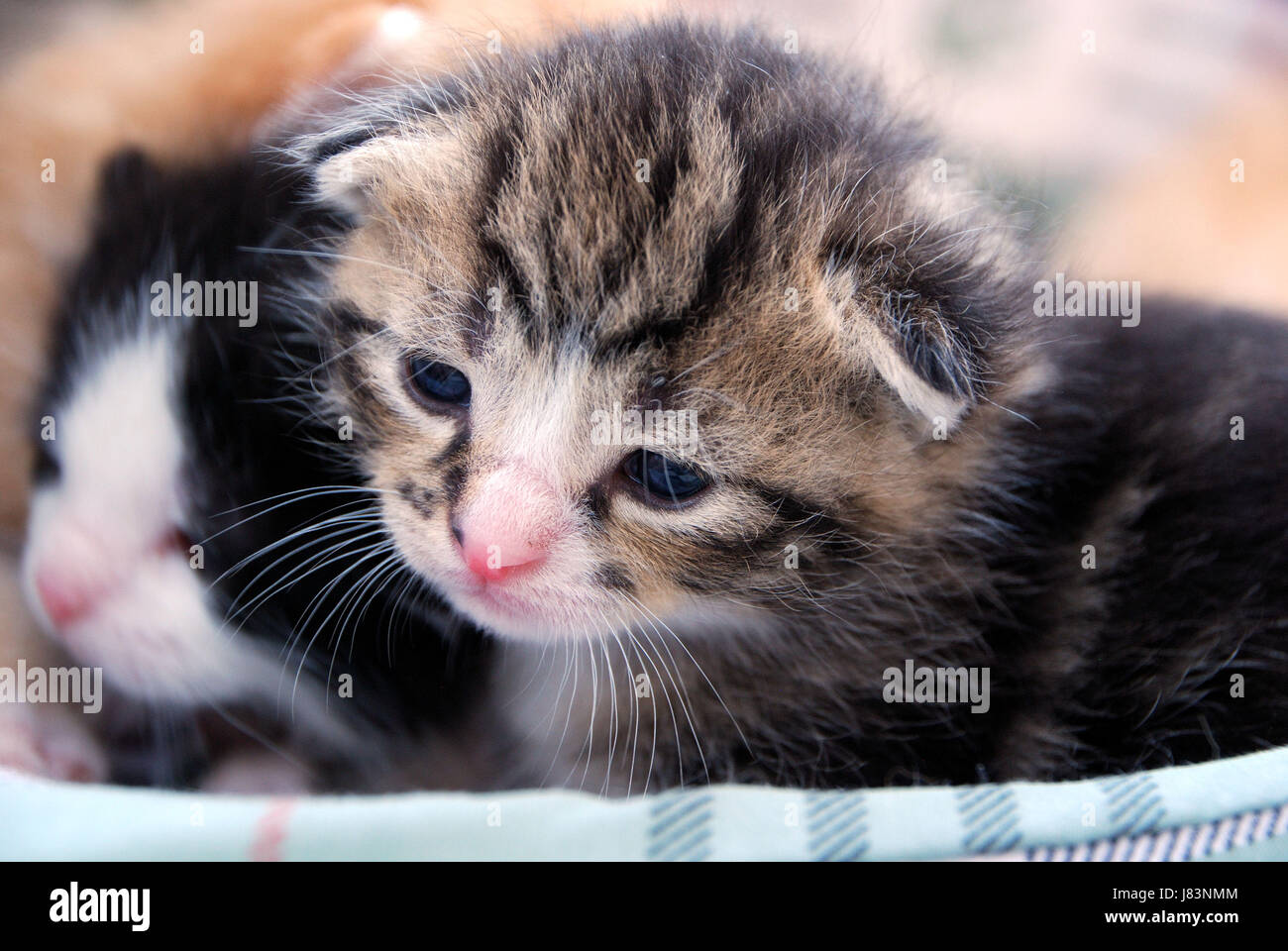 animal pet young animal cat baby kitten young younger pussycat cat ...