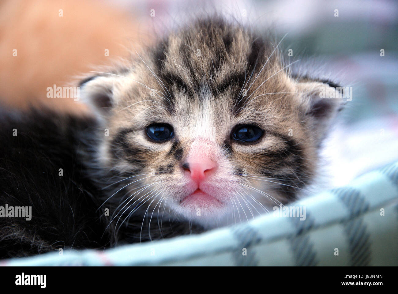 animal pet young animal cat baby kitten young younger pussycat cat ...