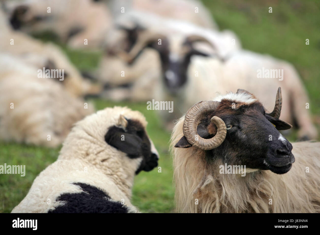 animal sheep livestock farm scenery countryside nature meadow grass ...