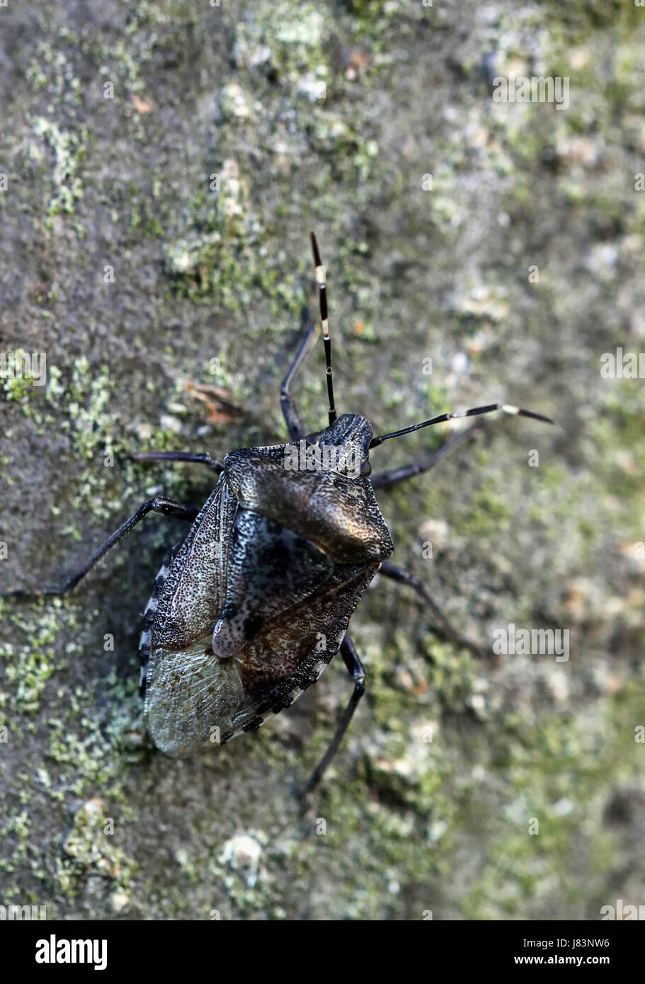 bark grey gray insect bark bug drab grey gray rhaphigaster nebulosa ...