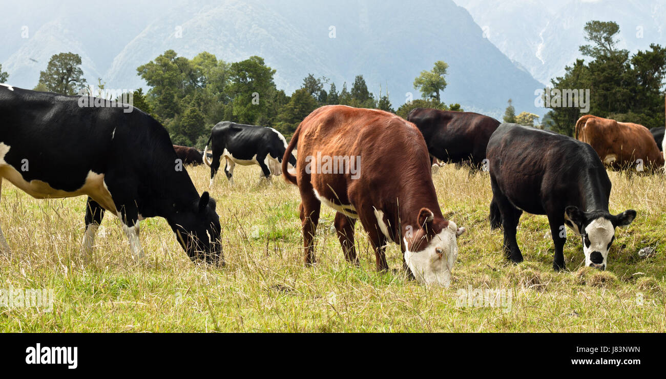 animals agriculture farming new zealand cow livestock farm cows ...