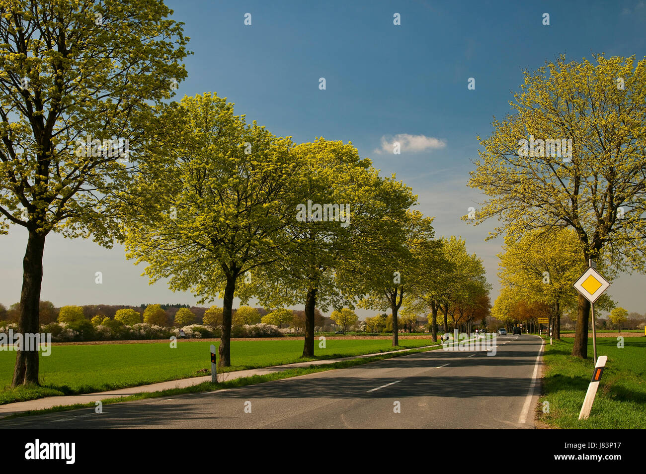 blue tree trees green spring avenue street road blue tree trees green ...