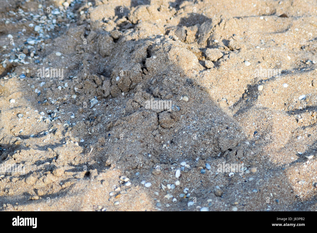 Sea coastal sand on the beach. Shells in the sand Stock Photo - Alamy