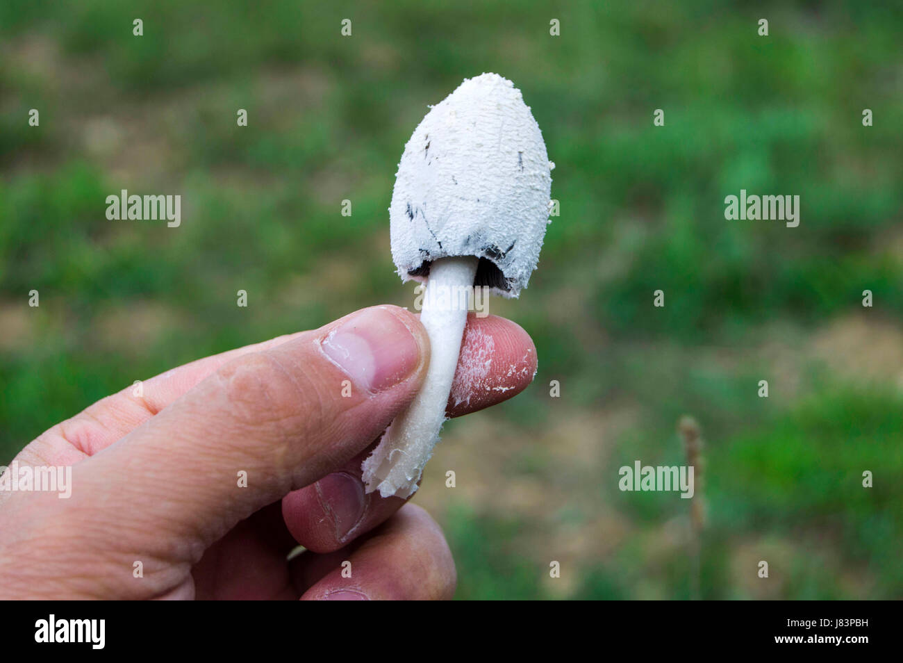 Fungi growing in natural environment, organic natural mushroom formed ...