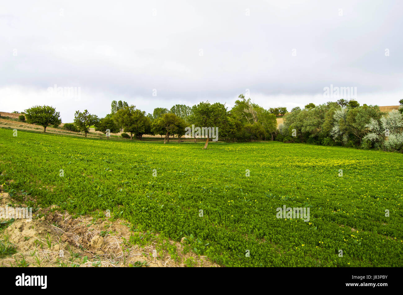 Wonderful natural landscapes from steppe climate, cultivated lentils ...