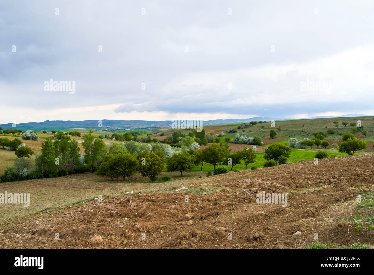 Pictures of long poplar tree and spring view Stock Photo - Alamy