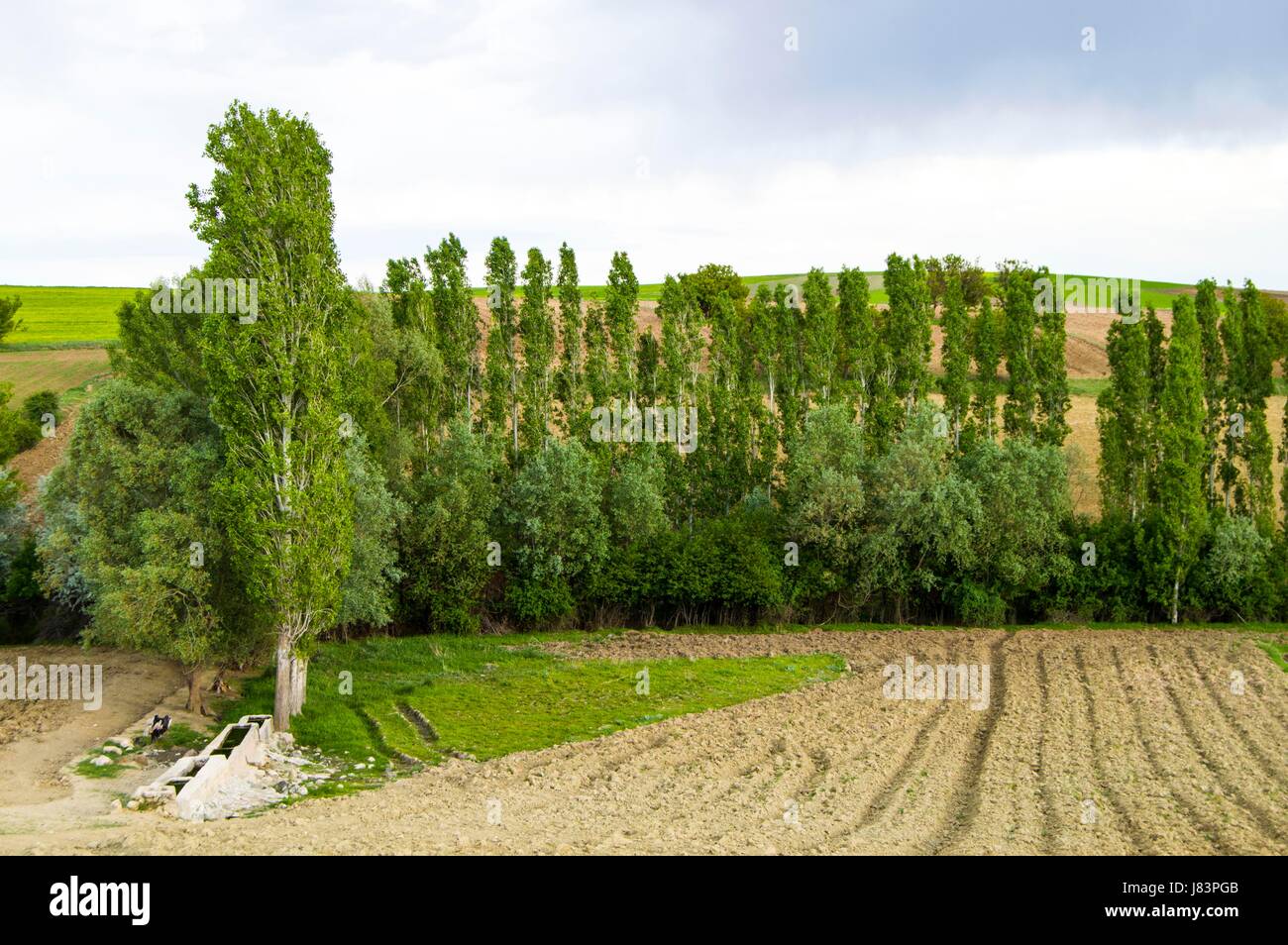 Pictures of long poplar tree and spring view Stock Photo - Alamy