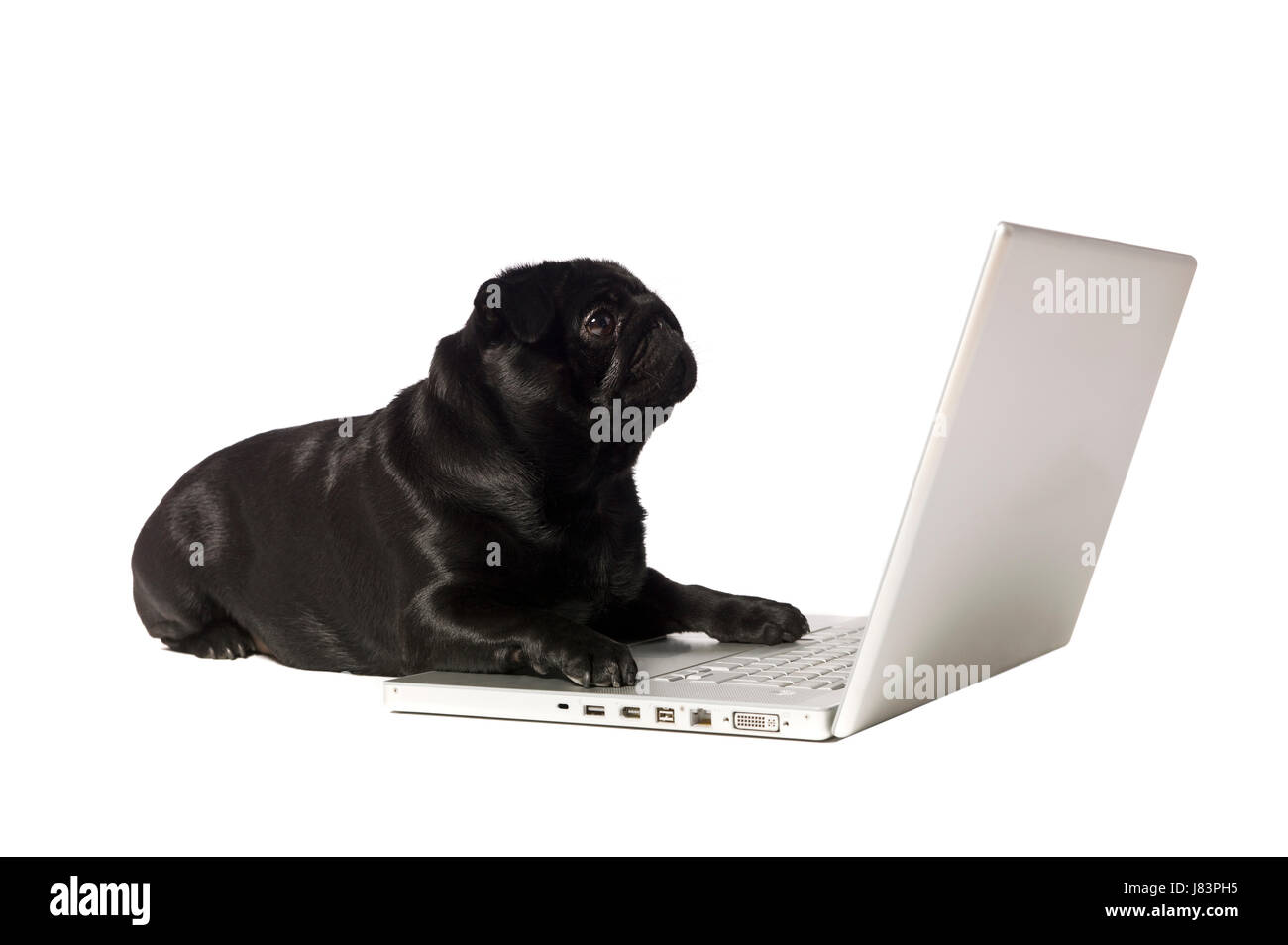 Dog picture laptop hi-res stock photography and images - Alamy