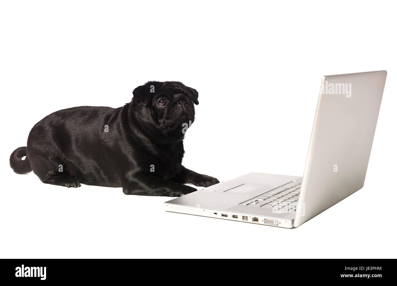 Dog picture laptop hi-res stock photography and images - Alamy