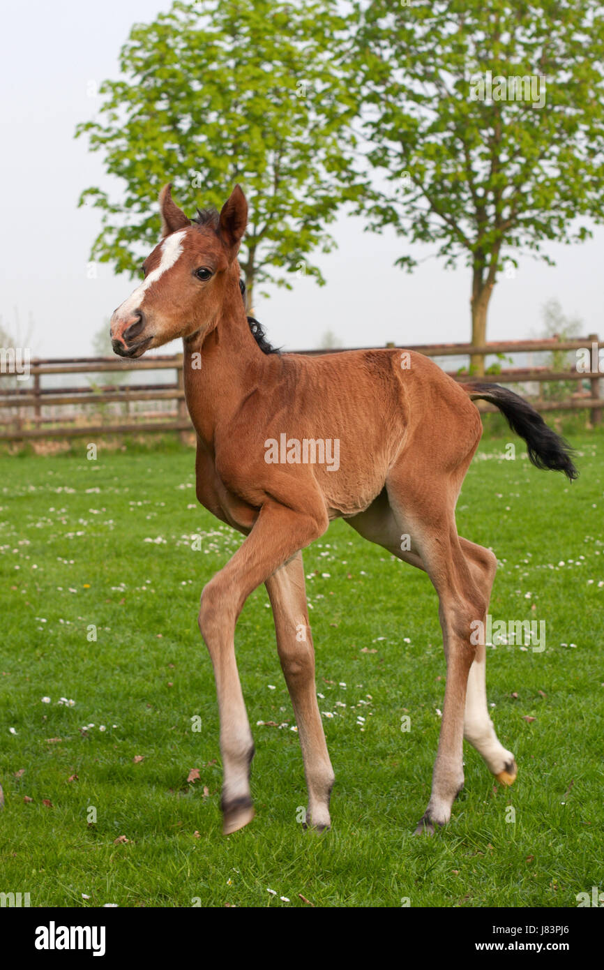horse cub baby foal waist belt uncertain animal child cute walk go ...