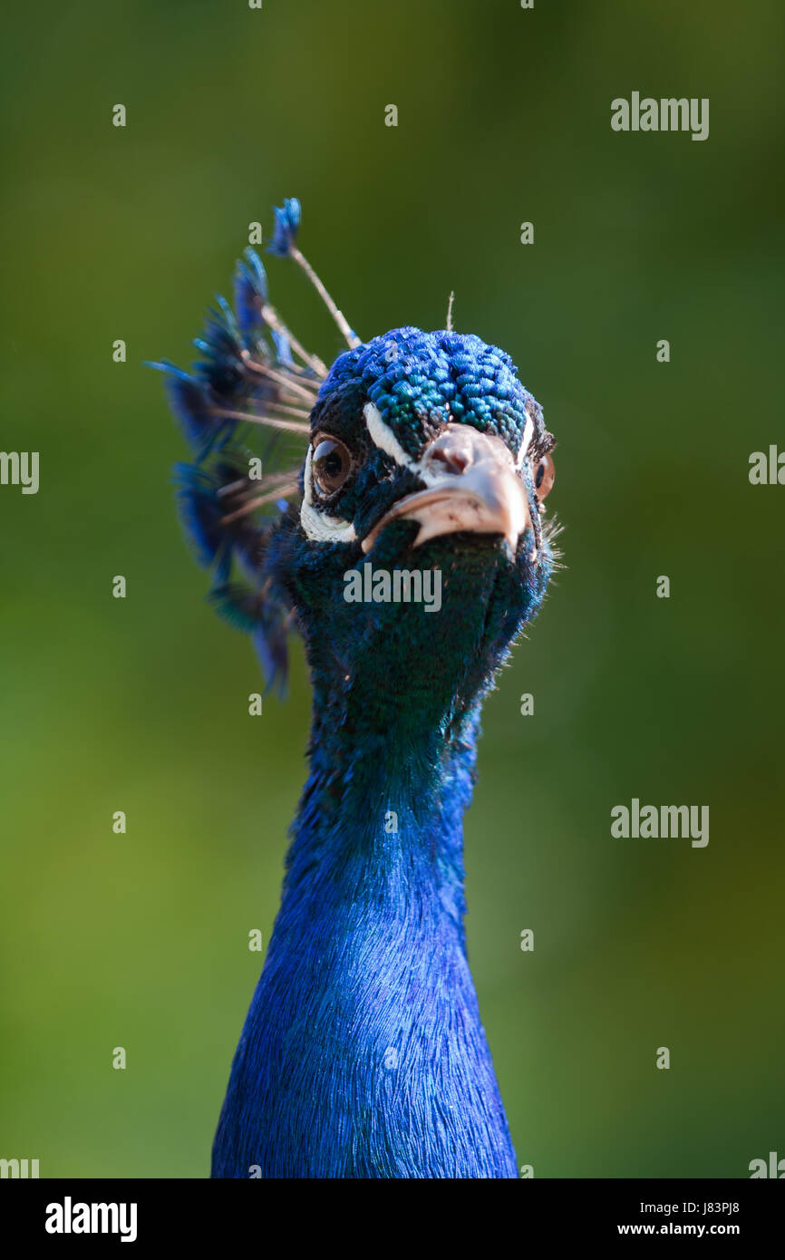 bird birds look glancing see view looking peeking looking at feathers ...
