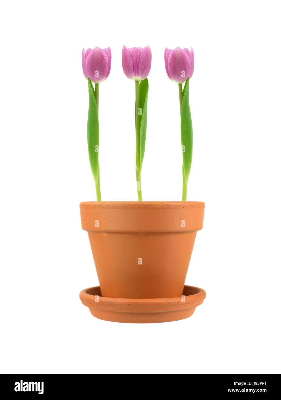 isolated model design project concept plan draft flower plant new tulip ...