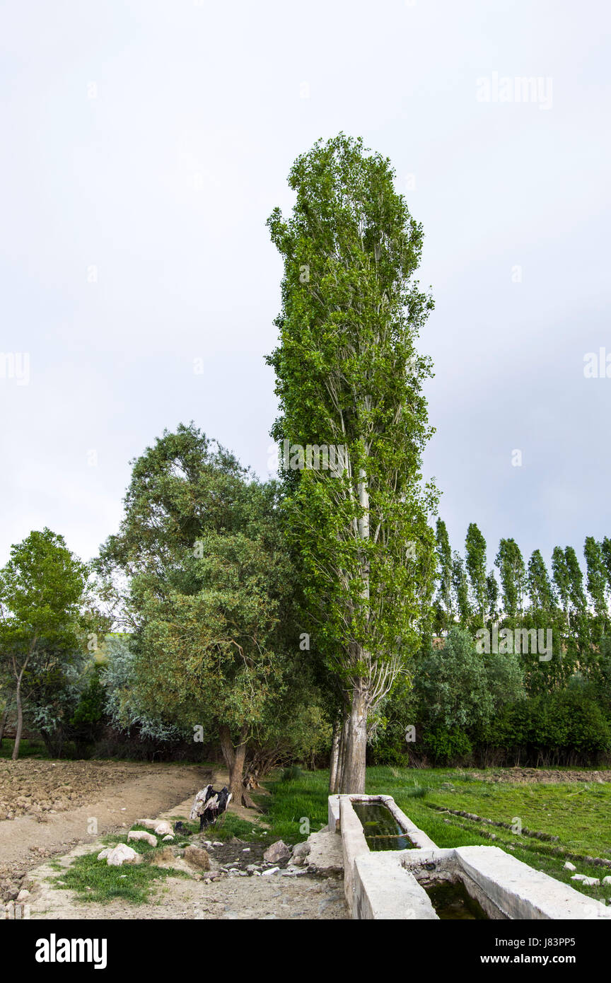 Pictures of long poplar tree and spring view Stock Photo - Alamy