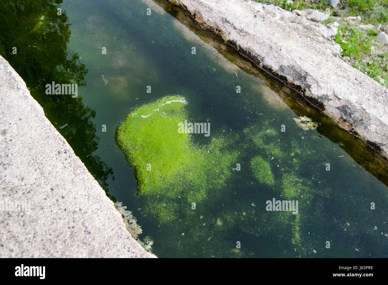 Green water algae and moss paintings in the pool Stock Photo - Alamy