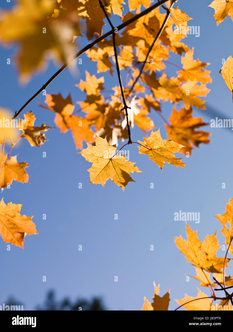 blue leaf tree branch vertical day during the day backgrounds nobody orange Stock Photo - Alamy