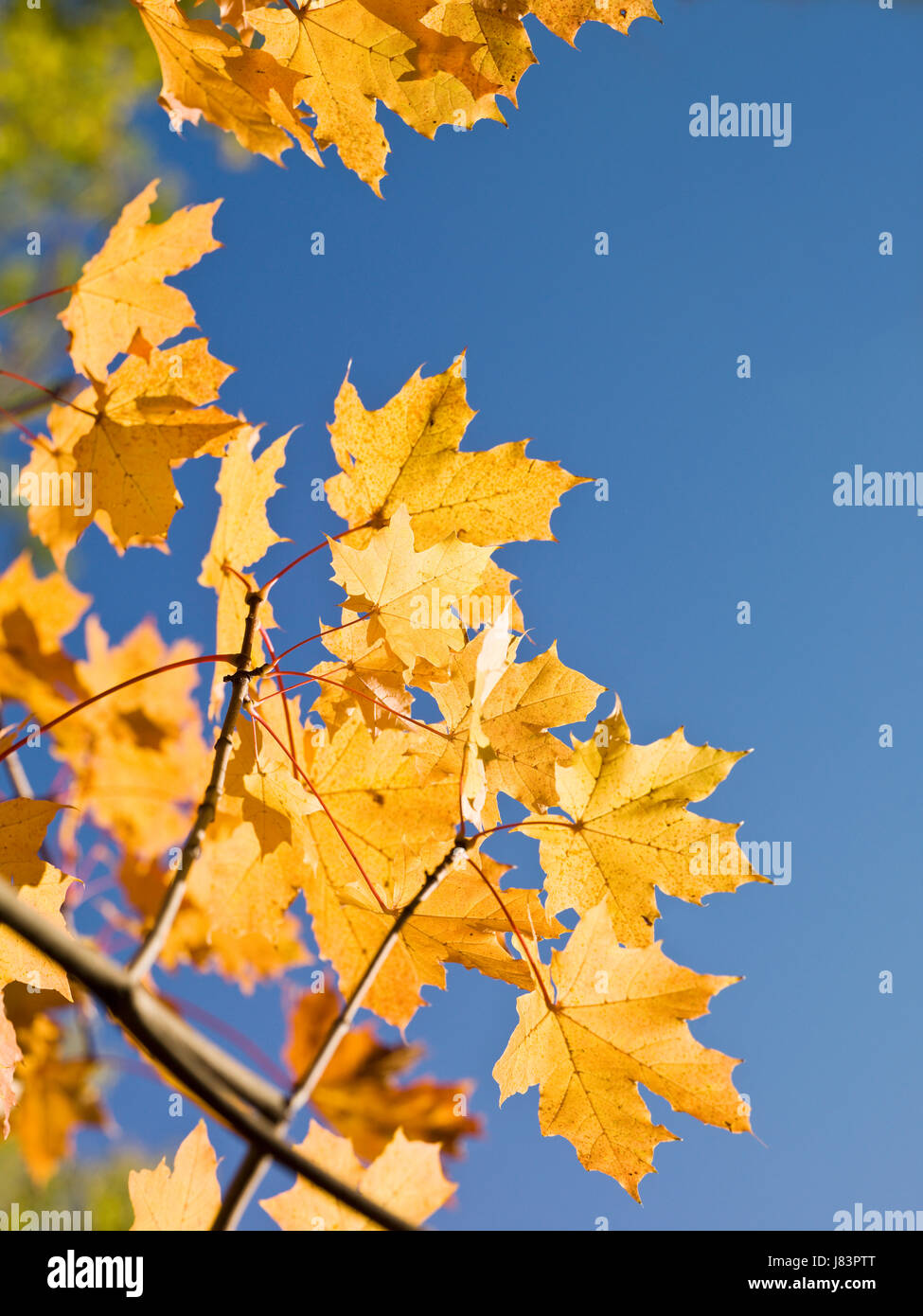 blue leaf tree branch vertical day during the day backgrounds nobody orange Stock Photo - Alamy