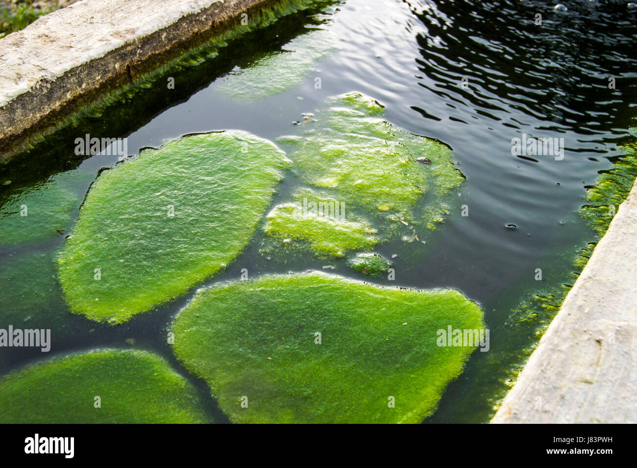 Green water algae and moss paintings in the pool Stock Photo - Alamy