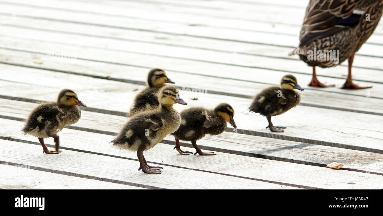 bird wood animals birds eyes bridge beak offspring standing ducks chick ...