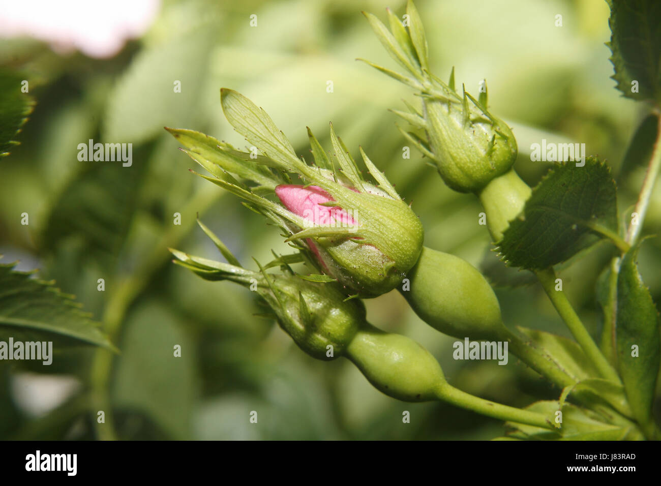 garden flower rose plant roses bud buds gardening pink leaf garden ...