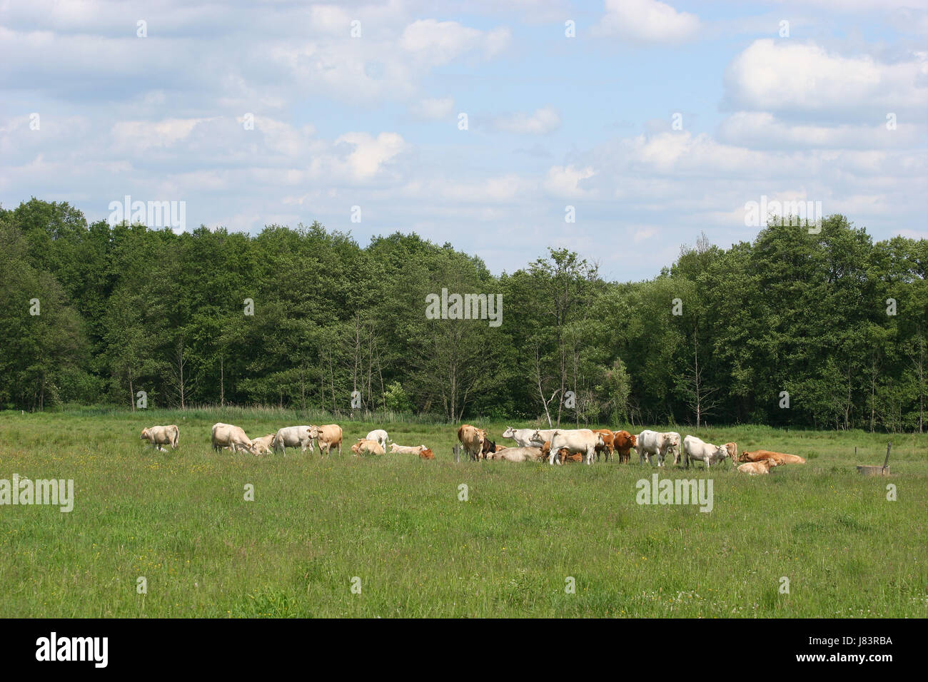 animal cow bovine herd pasture willow blue bucolic tree green brown ...