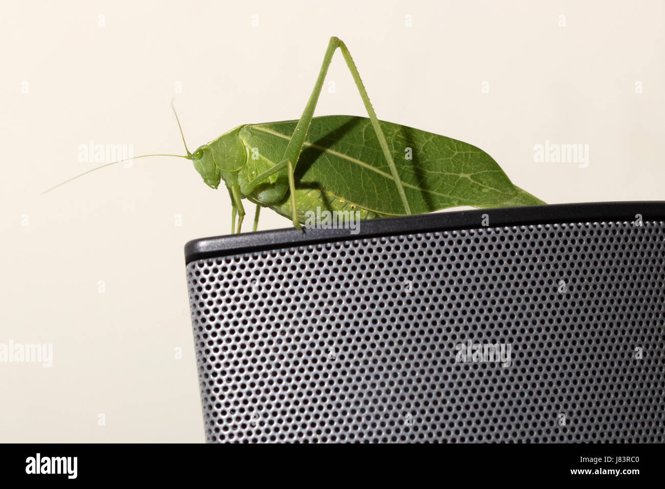 closeup insect camouflage bug close leaf detail single colour closeup ...