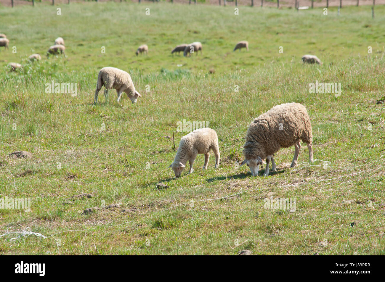 animal mammal agriculture farming sheep livestock farm lamb animal ...