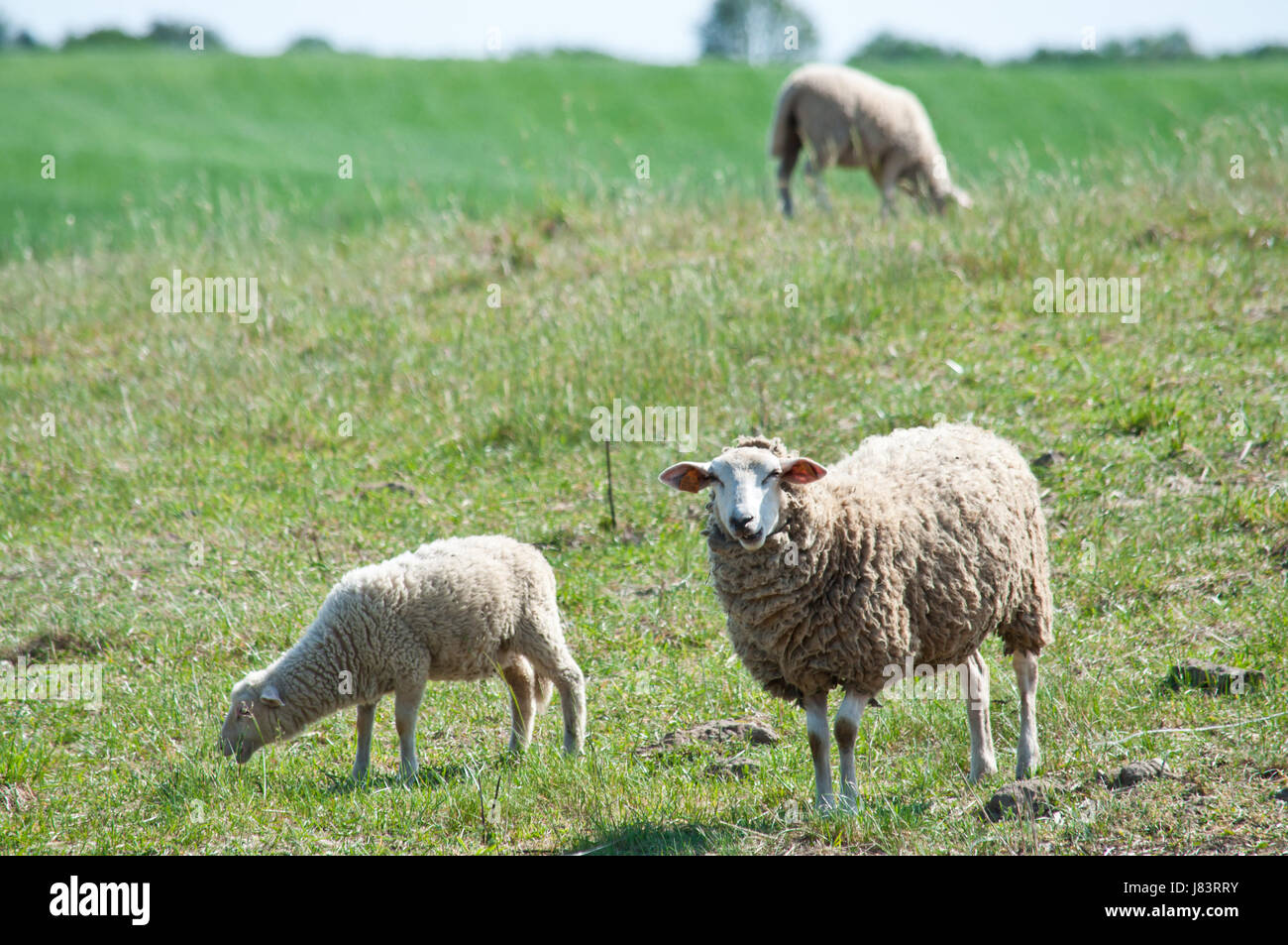 animal mammal agriculture farming sheep livestock farm lamb animal ...