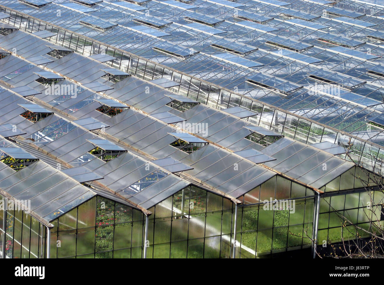 flower flowers plant endless work factory production conservatory ...