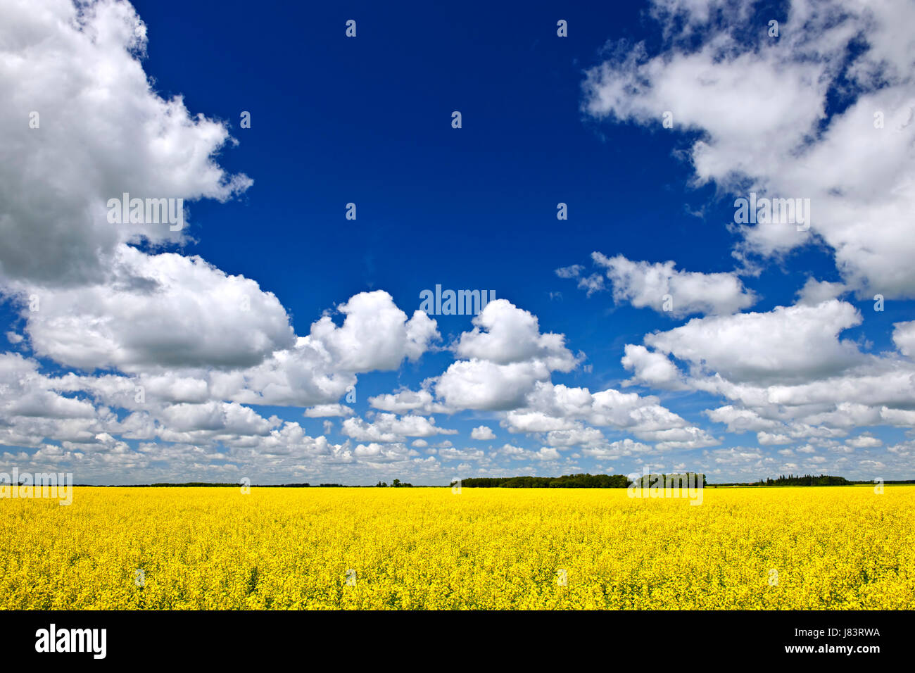 agricultural agriculture farming field farm landscape scenery ...