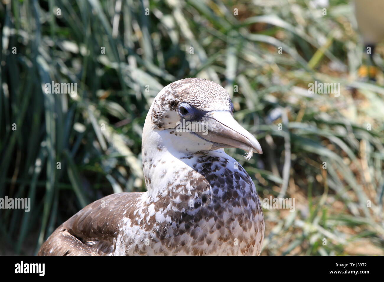 macro close-up macro admission close up view bird birds dwarf sawyer ...