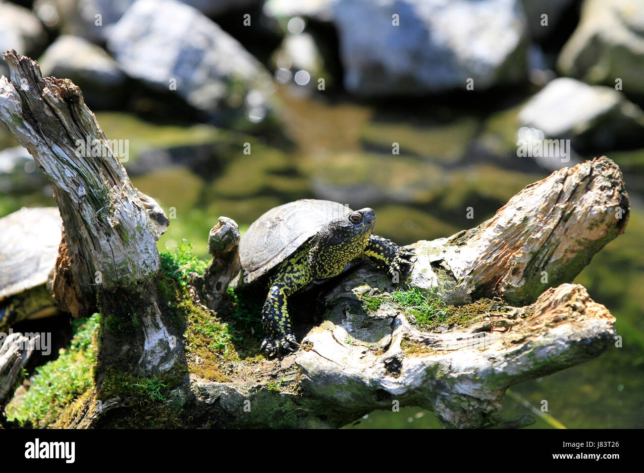 swamp turtles terrapin terrapins turtle tortoise legs macro close-up ...