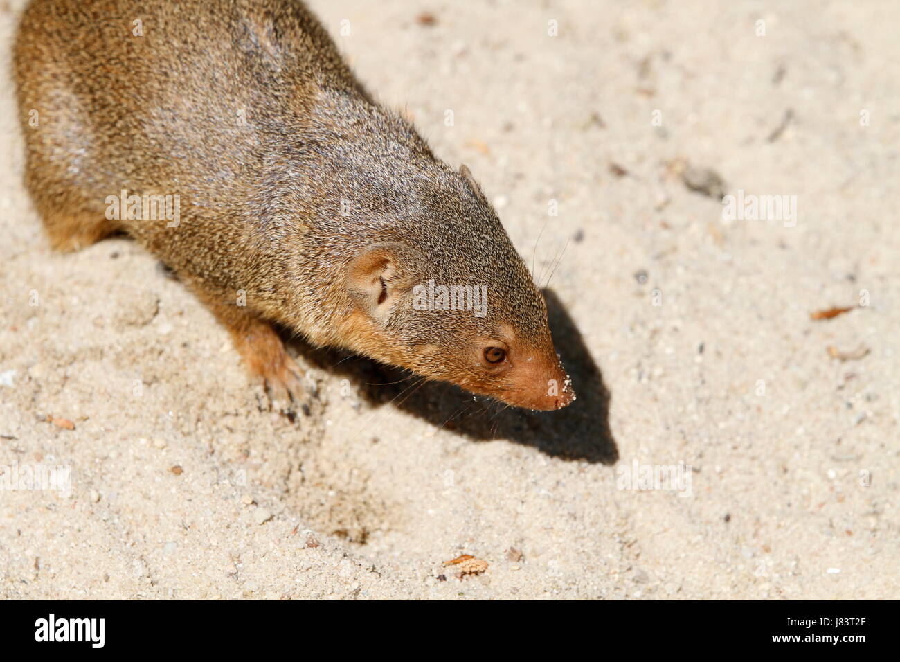 dwarf mongoose in closeup Stock Photo - Alamy